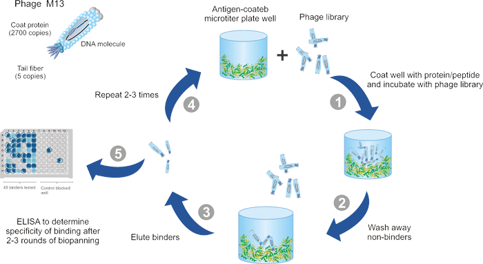 Lead Selection of Antibody Drug Discovery - Cusabio