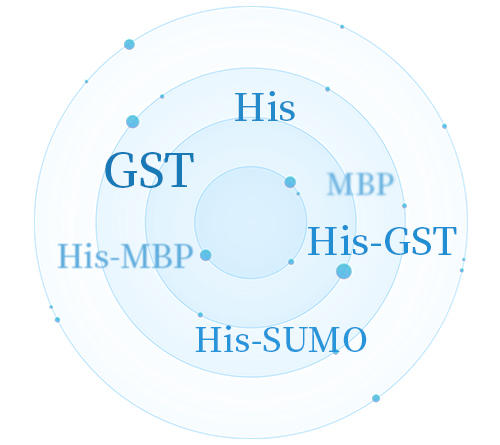 Get an Overview of Protein Tags - Cusabio Get an Overview of Protein Tags - Cusabio