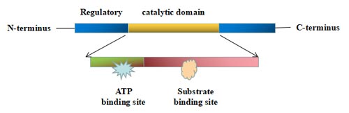 Kinase Classification-CUSABIO