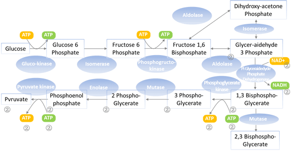 Kinase Classification-CUSABIO