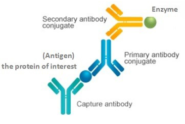 Biological Activity of Proteins-CUSABIO