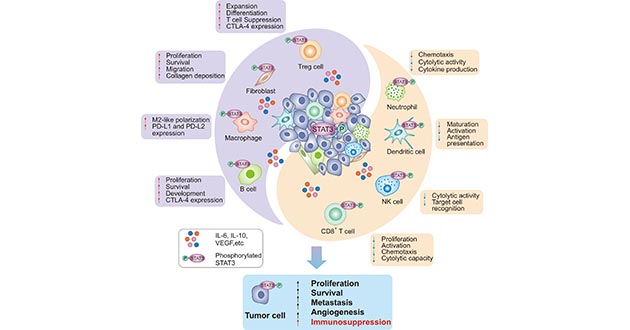 Stat3 A Key Transcriptional Regulator In Cancer Cusabio