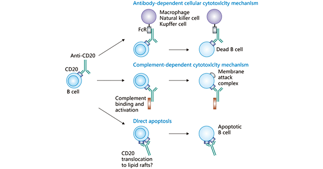 CD20, Why is It Such Popular in Antibody Drug Development?-CUSABIO