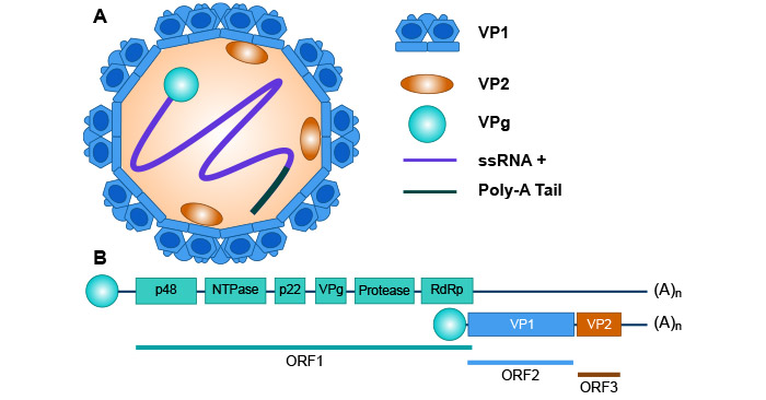 Get an Overview of Norwalk Virus- CUSABIO Get an Overview of Norwalk Virus- CUSABIO