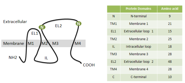 New finding of the role of TM4SF1 - Cusabio