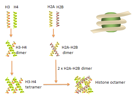 Histone demethylase LSD1 - Cusabio