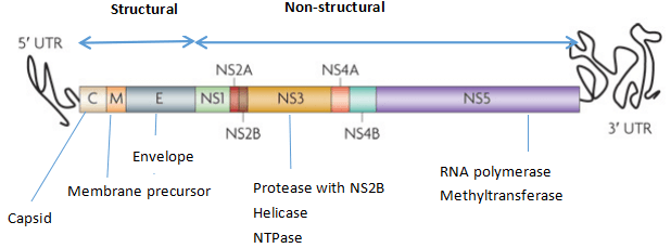 Epidemic Dengue Fever in Southeast Asia - Cusabio