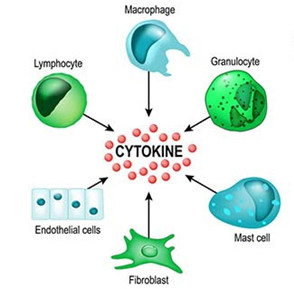 The Detection of Cytokines - Cusabio