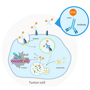 ADC Research & Development Solutions- CUSABIO