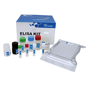 ADC Research & Development Solutions- CUSABIO