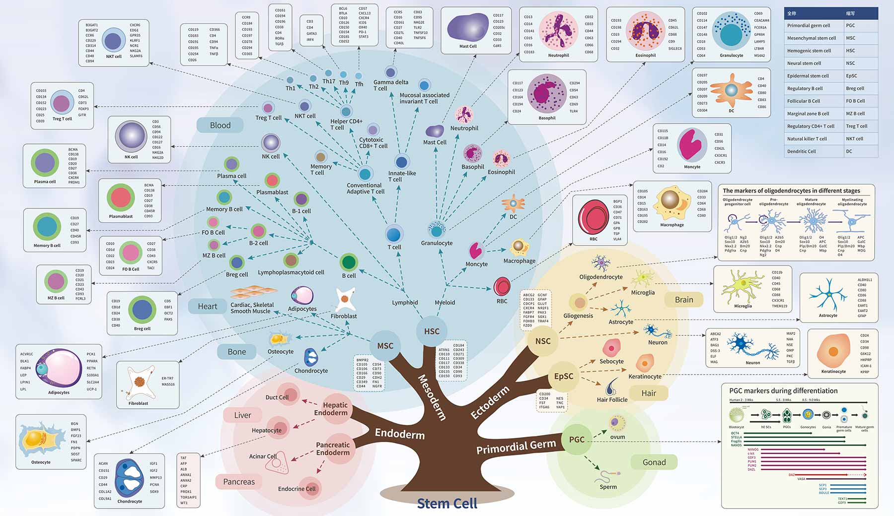 Get an Overview of Cell Markers- CUSABIO Get an Overview of Cell Markers- CUSABIO