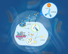 Antibodies, Protein, ELISA Kits, Clone and Reagents for Life Science ...