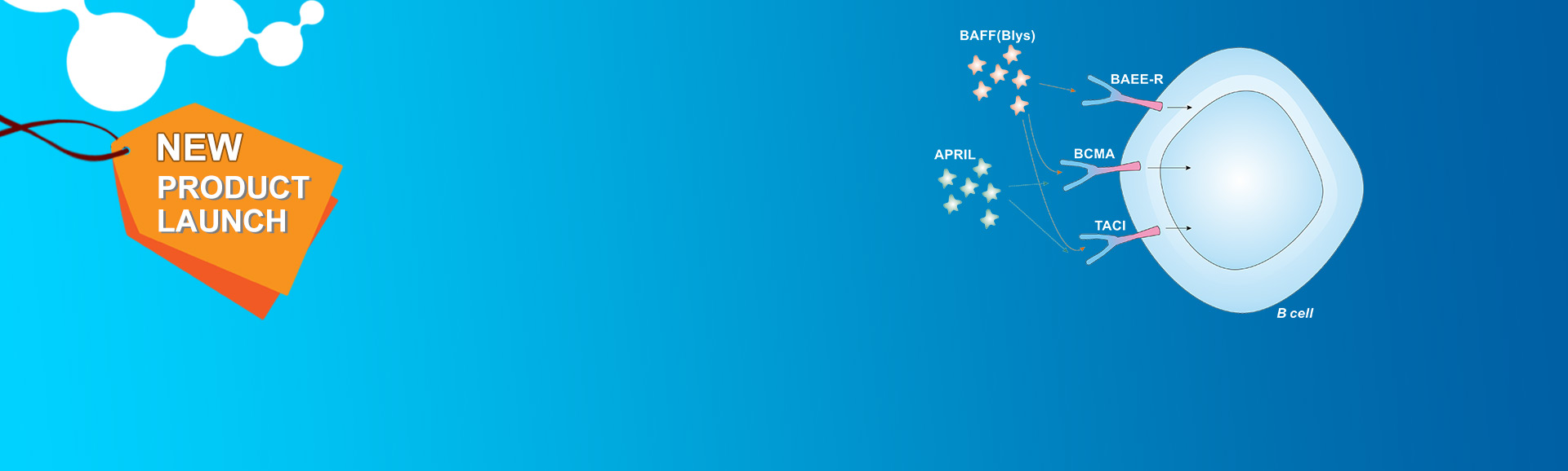 Antibodies, Protein, ELISA Kits, Clone and Reagents for Life Science ...