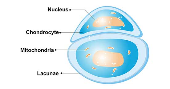 Get An Overview Of Chondrocytes Cusabio | My XXX Hot Girl Get An Overview Of Chondrocytes Cusabio | My XXX Hot Girl