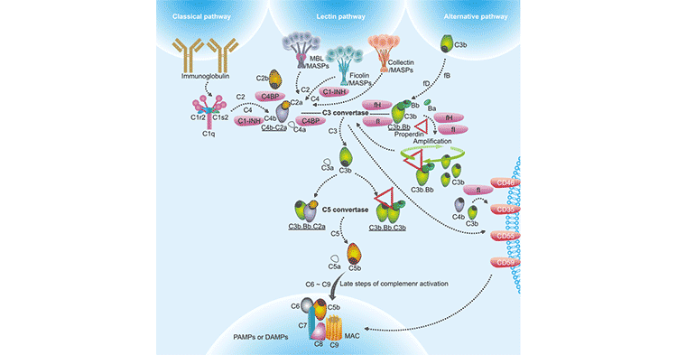 How does Complement System Work in Immune System- CUSABIO How does Complement System Work in Immune System- CUSABIO