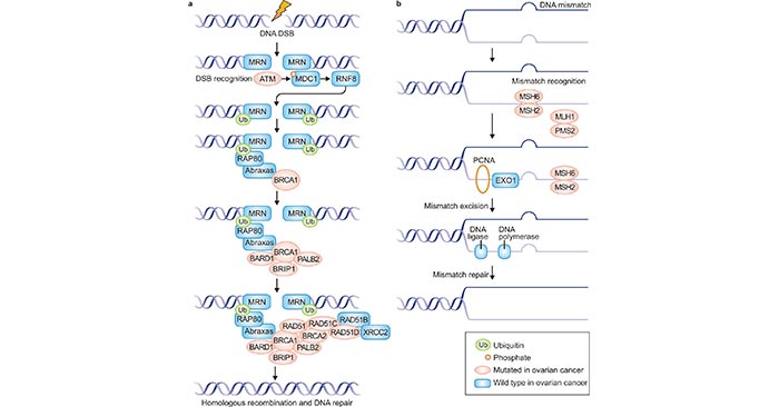 Ovarian Cancer and its Research- CUSABIO Ovarian Cancer and its Research- CUSABIO