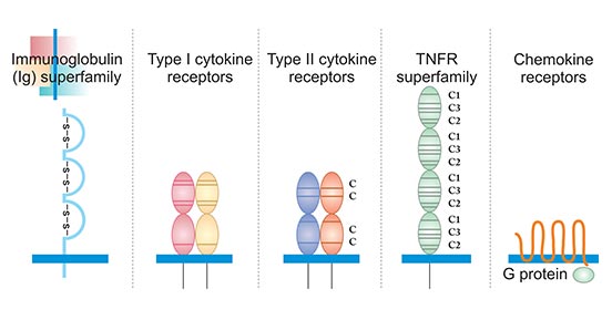 Get an Overview of Cytokine Receptor- CUSABIO Get an Overview of Cytokine Receptor- CUSABIO