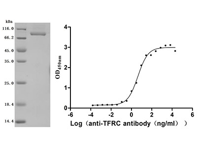 Antibodies, Protein, ELISA Kits, Clone and Reagents for Life Science ...