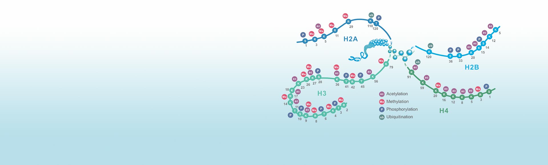 Antibodies, Protein, ELISA Kits, Clone and Reagents for Life Science- Cusabio