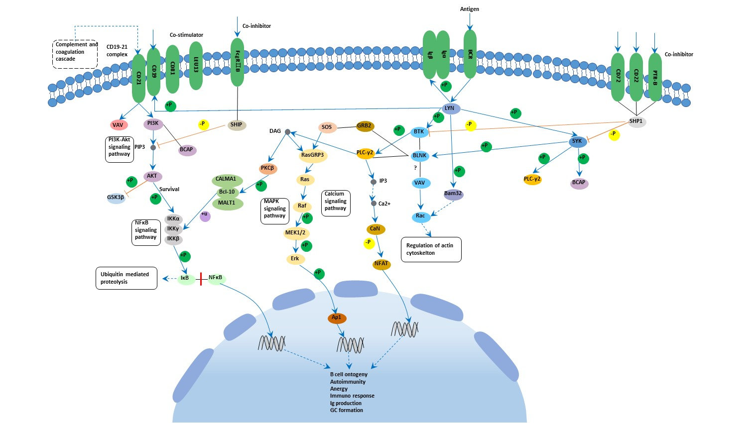 B Cell Receptor Signaling Pathway Cusabio B Cell Receptor Signaling Pathway Cusabio