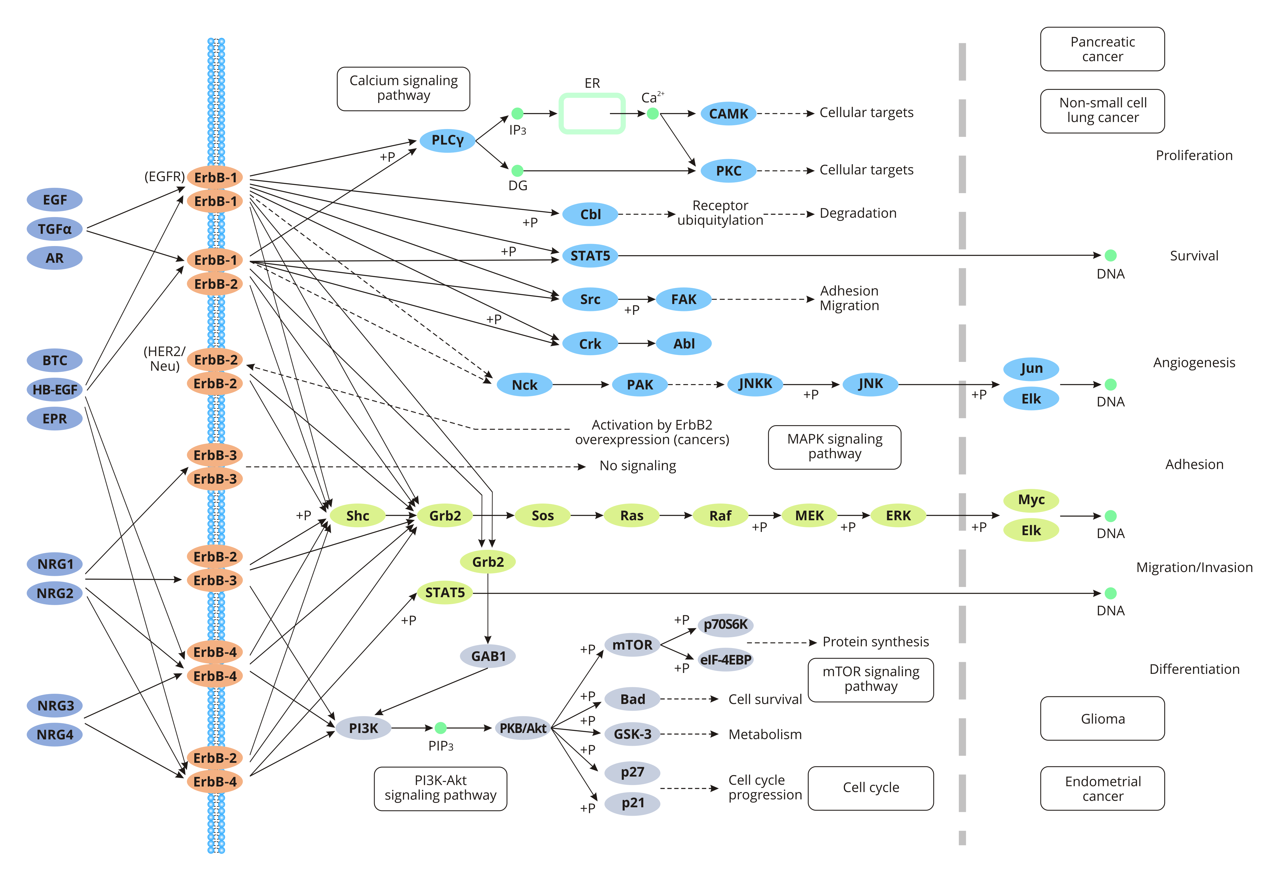 Erbb Signaling Pathway Cusabio