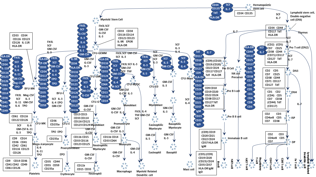 Hematopoietic cell lineage - CUSABIO Hematopoietic cell lineage - CUSABIO