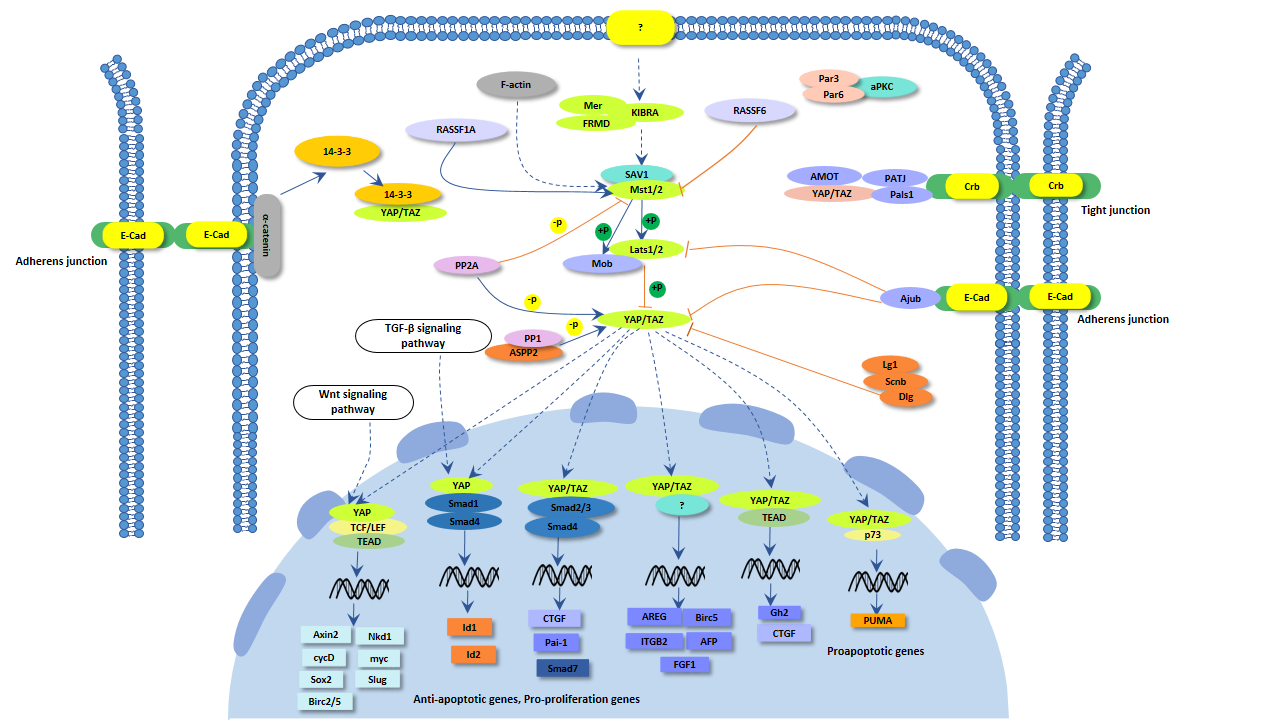 Hippo Signaling Pathway Cusabio