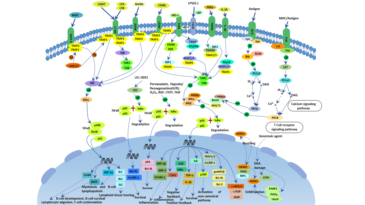Nf Kappa B Signaling Pathway Cusabio