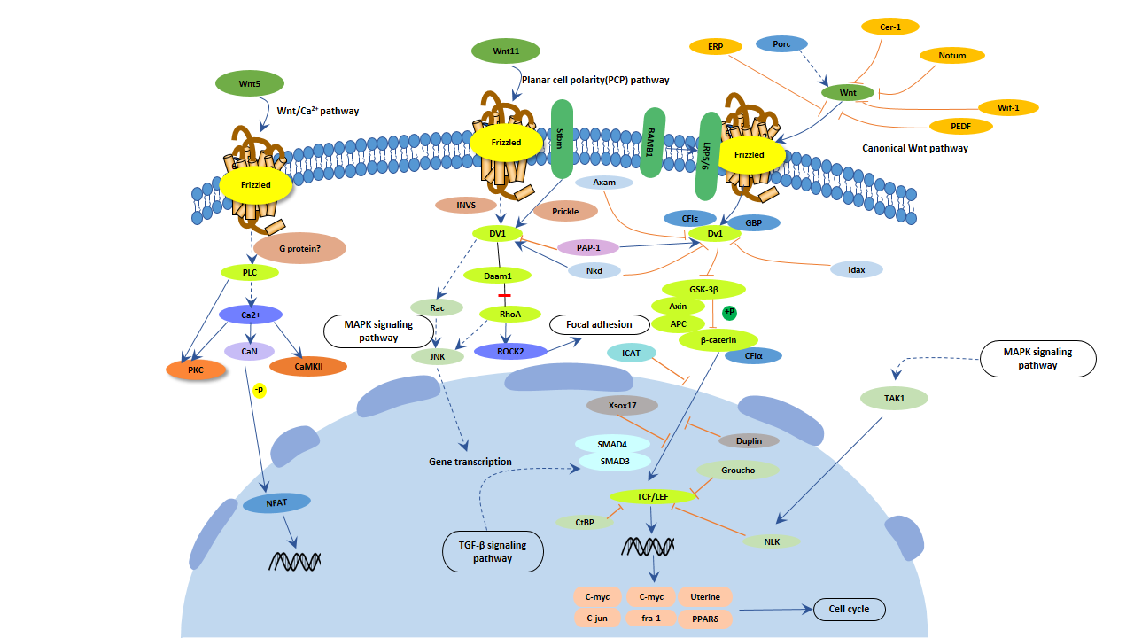 Wnt signaling pathway - Cusabio Wnt signaling pathway - Cusabio