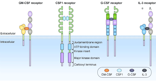 What Is A Csf Colony Stimulating Factor Receptor Cusabio