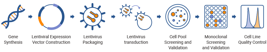 Stable Cell Line Development Service- CUSABIO Stable Cell Line Development Service- CUSABIO