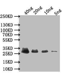 anti-Human adenovirus C serotype 5 (HAdV-5) (Human adenovirus 5) Early ...