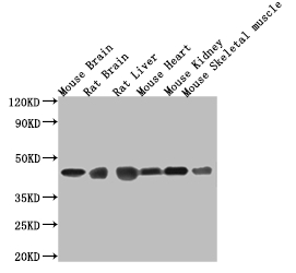Anti-Mouse Fgf15 Antibody Raised in Rabbit- CUSABIO