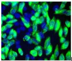 Flag Tag Monoclonal Antibody - Cusabio