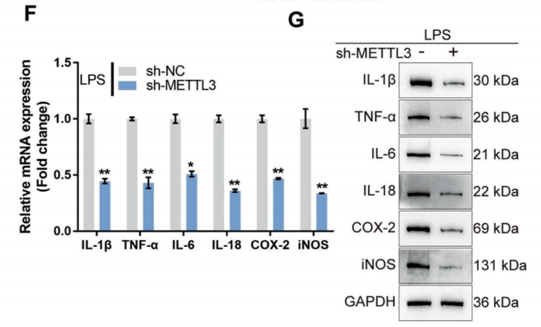 Anti-Human IL6 Antibody raised in Rabbit- CUSABIO