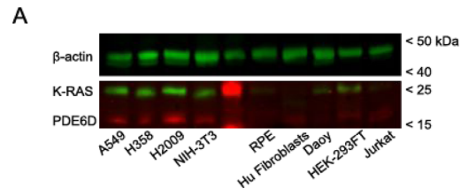 anti-Homo sapiens (Human) PDE6D Antibody raised in Rabbit - Cusabio