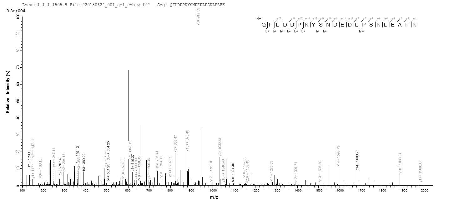 Recombinant Mouse Allograft inflammatory factor 1 (Aif1) - Cusabio Recombinant Mouse Allograft inflammatory factor 1 (Aif1) - Cusabio