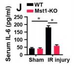 Mouse Interleukin 6,IL-6 ELISA KIT 试剂盒 提供基因,重组蛋白,抗体,ELISA kit,诊断试剂原料,定制服务-武汉华美生物